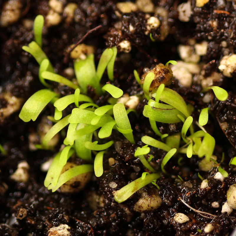 Utricularia livida 'Typical' - Tropical Bladderwort | Curious Plant