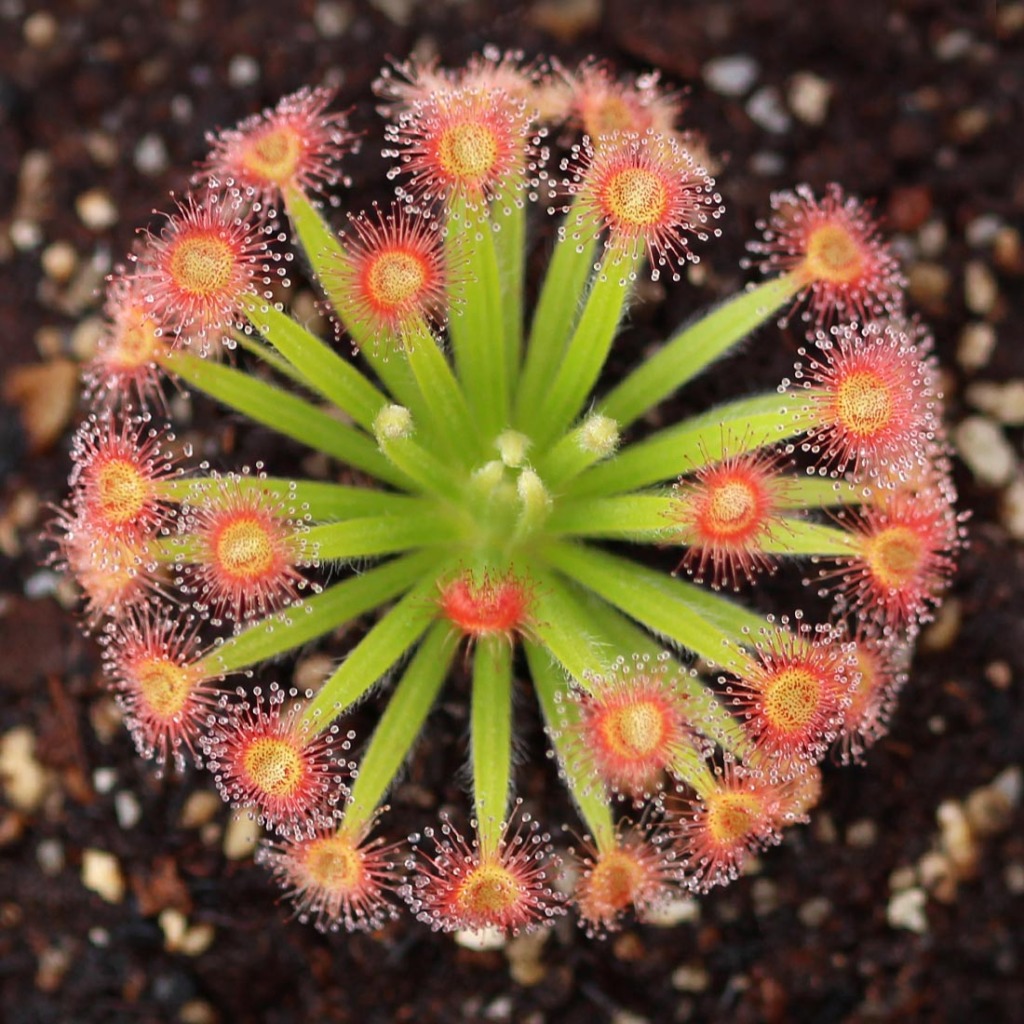 Drosera dilatato-petiolaris - Petiolaris Complex Sundew | Curious Plant