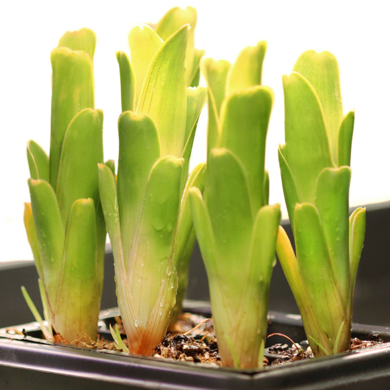 Brocchinia reducta - Carnivorous Bromeliad | Curious Plant