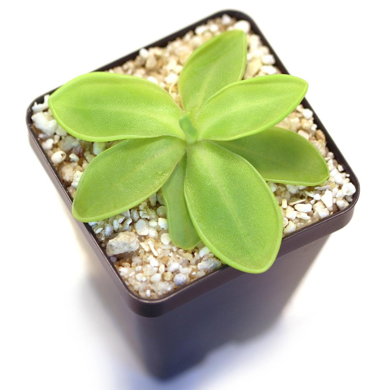 Pinguicula moranensis var. alba 'Molango, Mexico' - Mexican Butterwort