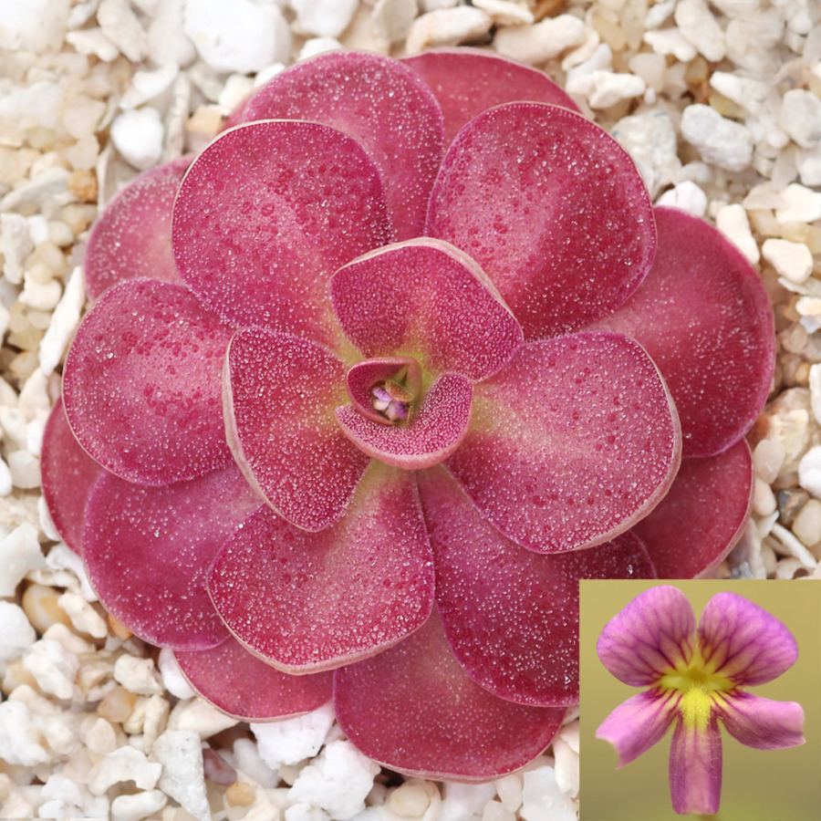 Pinguicula 'Johanna' - Mexican Butterwort Cultivar | Curious Plant