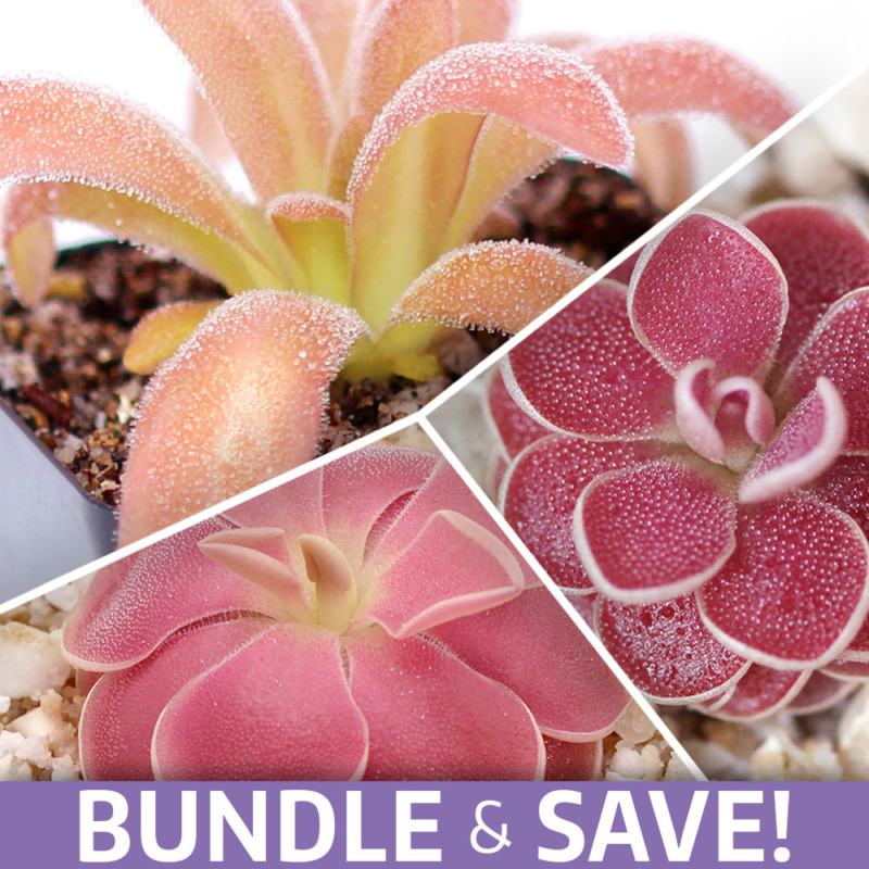 Pink Passion Butterwort Collection | Curious Plant
