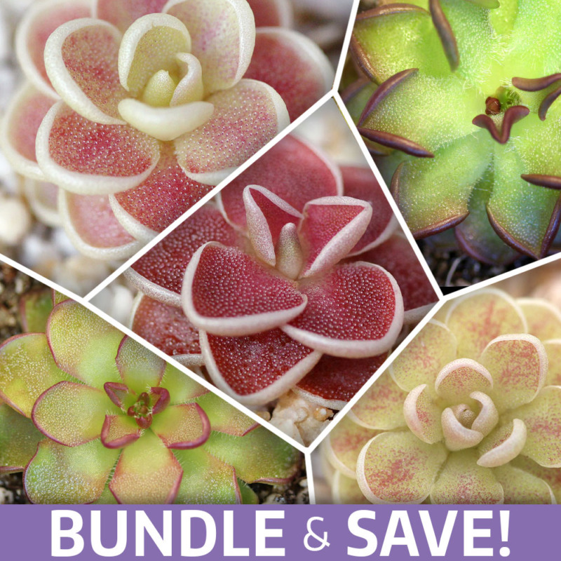 Carnivorous Plant Bundles | Curious Plant