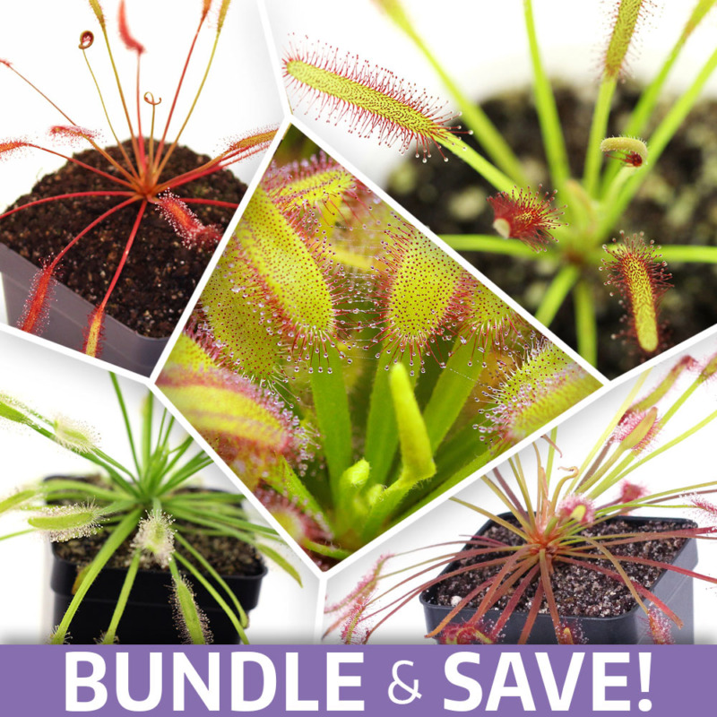 Capensis Craze Sundew Collection (Drosera) | Curious Plant
