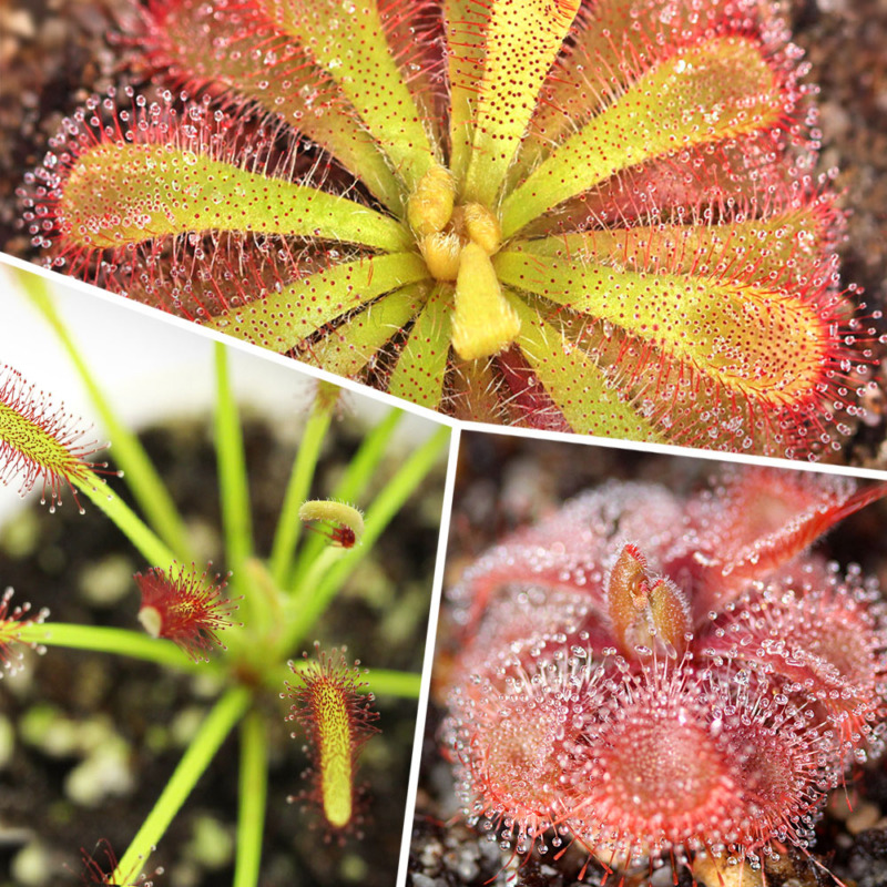 Carnivorous Plant Bundles | Curious Plant
