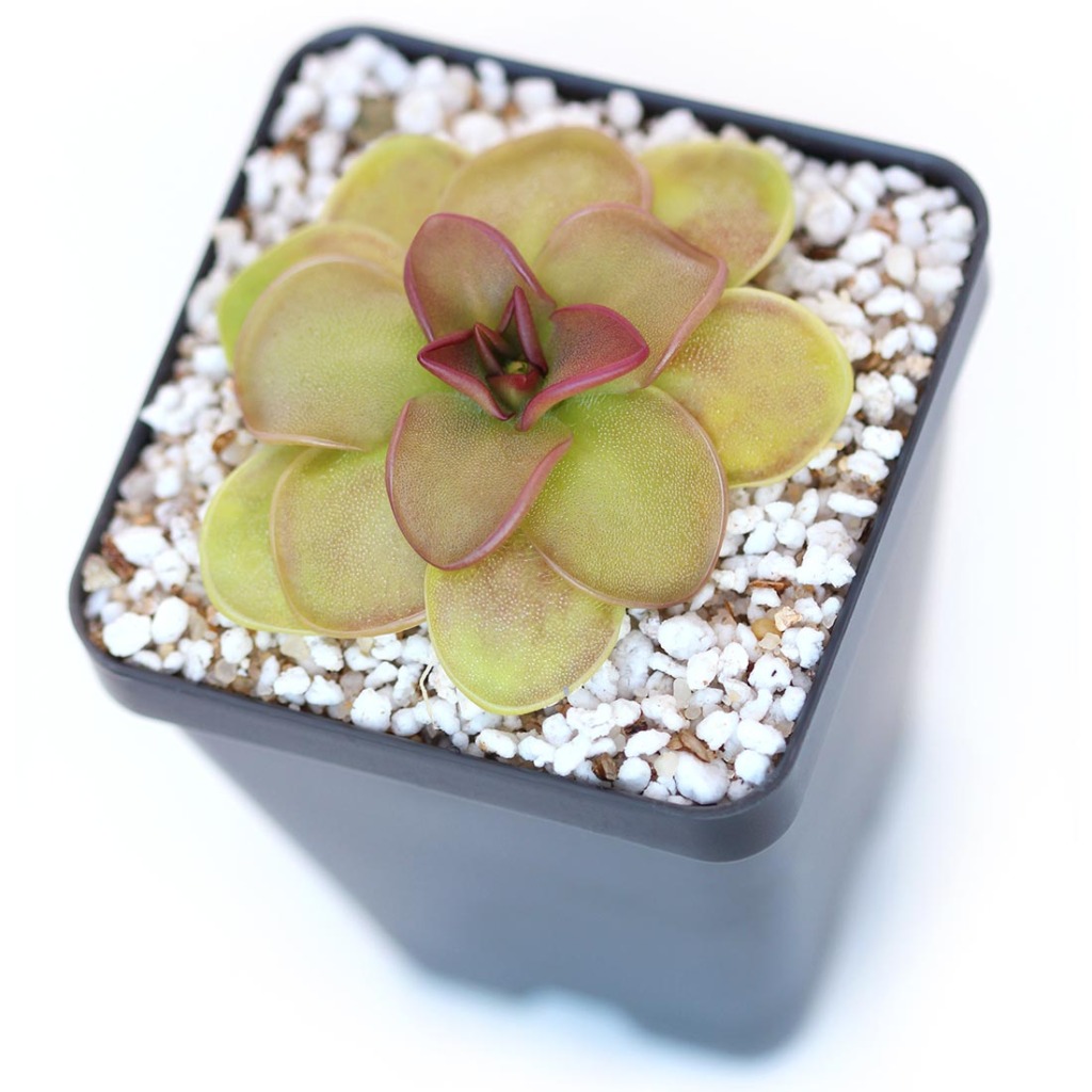 Pinguicula 'Hanka' - Mexican Butterwort Cultivar | Curious Plant