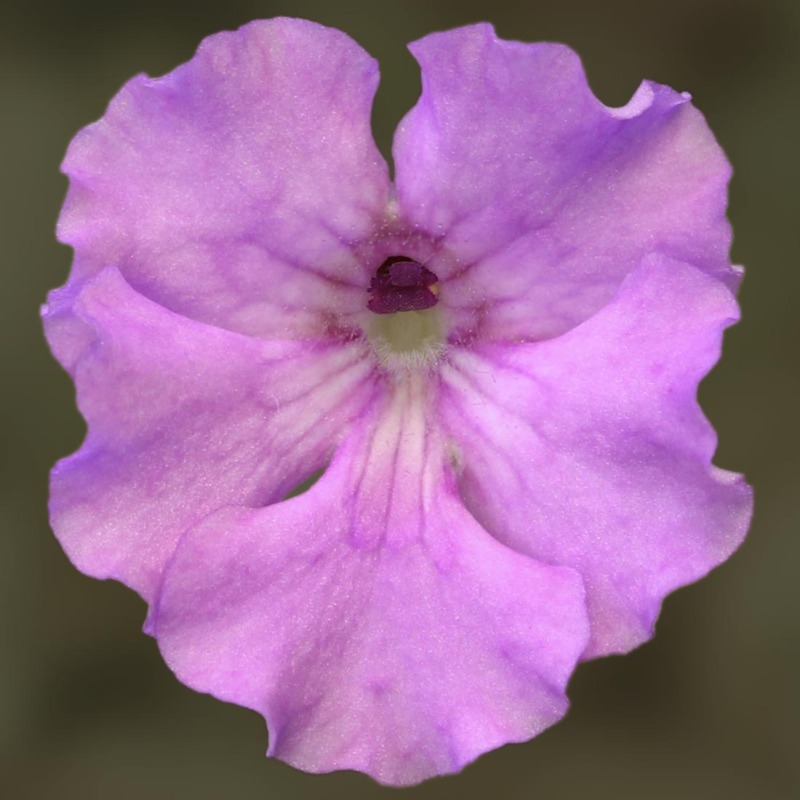 Pinguicula 'Hanka' - Mexican Butterwort Cultivar | Curious Plant