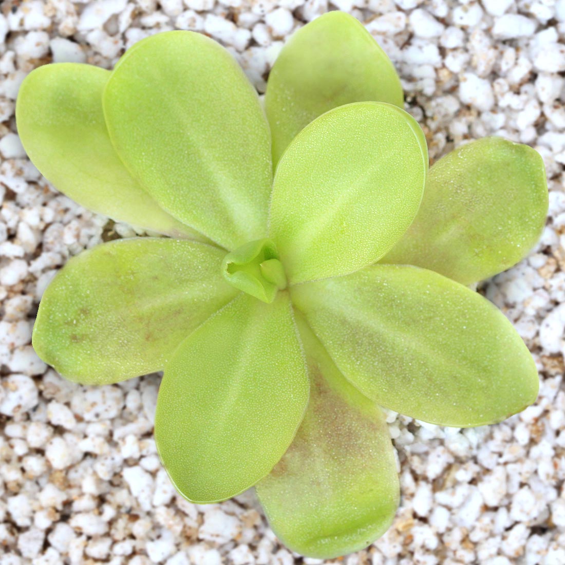Pinguicula 'Bugbane' (P. gigantea x P. moranensis) - Mexican Butterwort ...