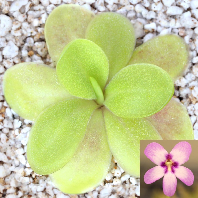 Pinguicula 'Gina' (P. zecheri x P. agnata) - Mexican Butterwort ...