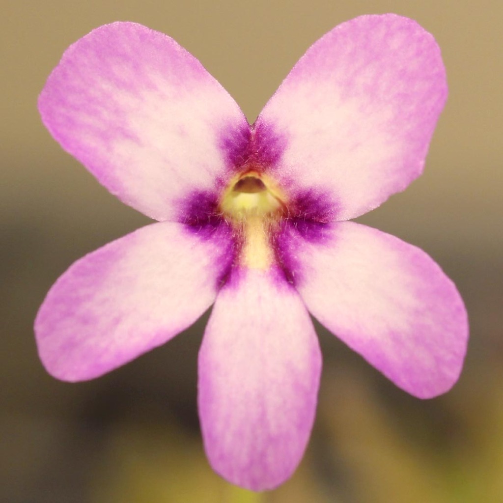 Pinguicula 'Gina' (P. zecheri x P. agnata) - Mexican Butterwort ...