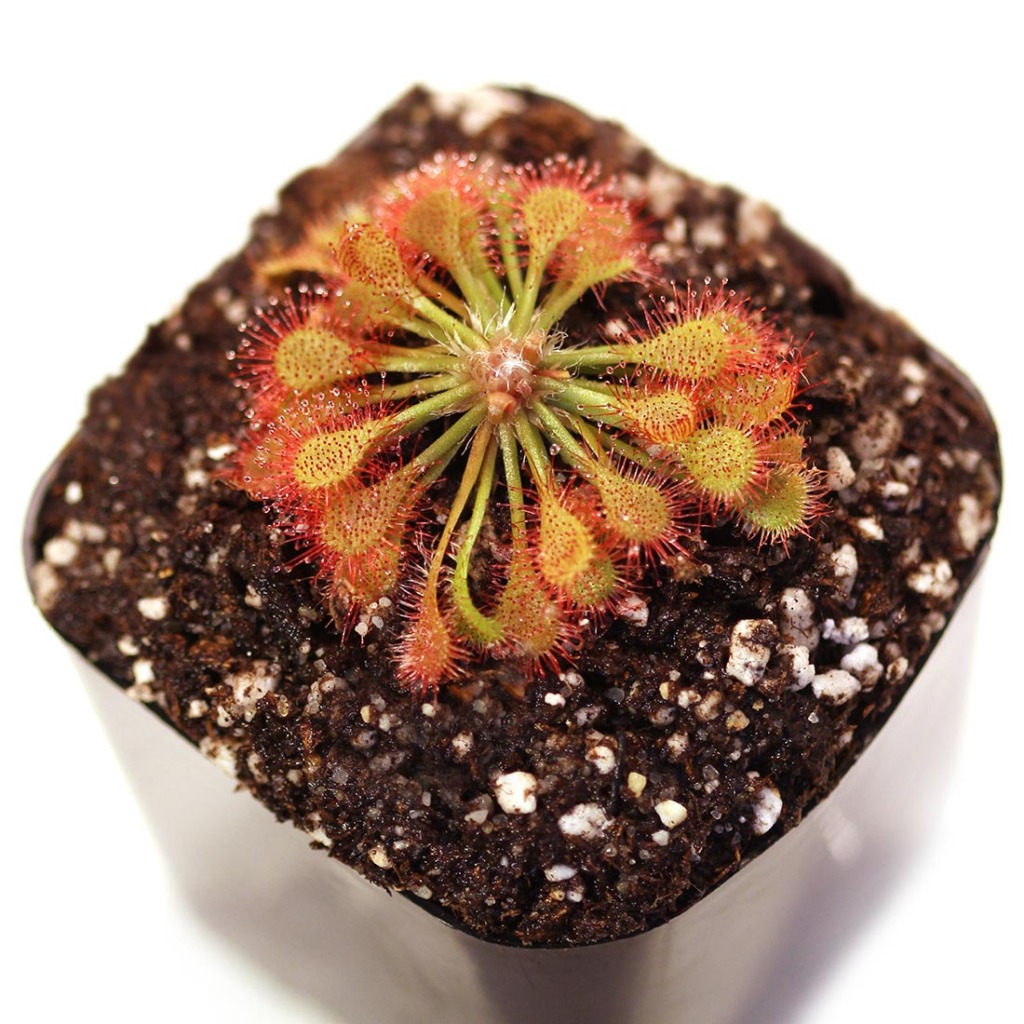 Drosera capillaris 'Hal Scott, FL' - Sundew | Curious Plant