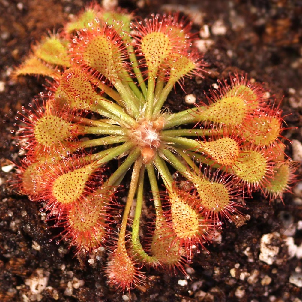 Temperate Sundews (Drosera) | Curious Plant