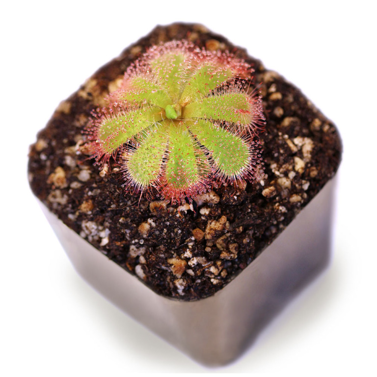 Drosera cuneifolia 'Silvermine' - Sundew | Curious Plant
