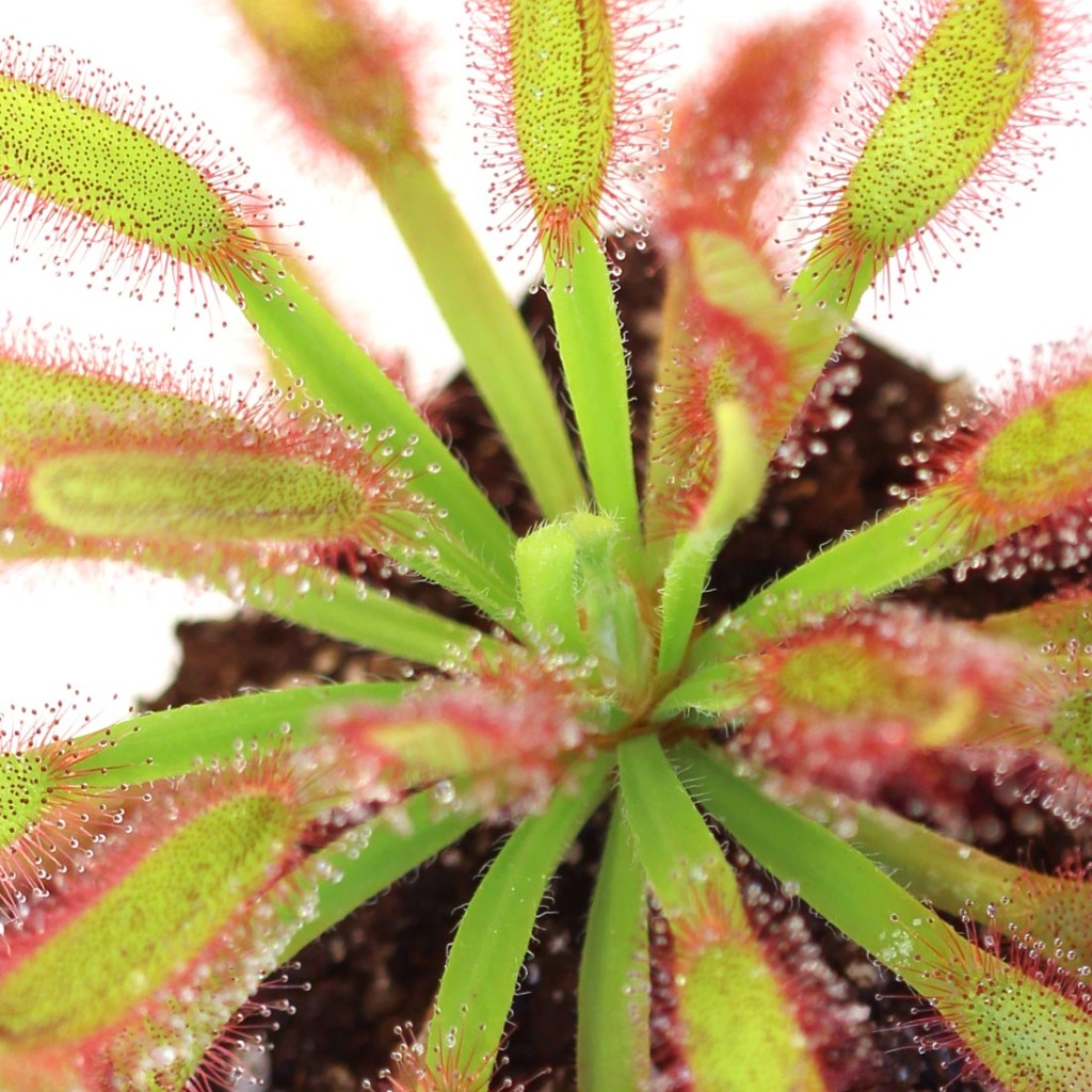 Drosera 'Hercules' - Cape Sundew | Curious Plant