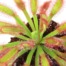 Drosera 'Hercules' - Cape Sundew | Curious Plant