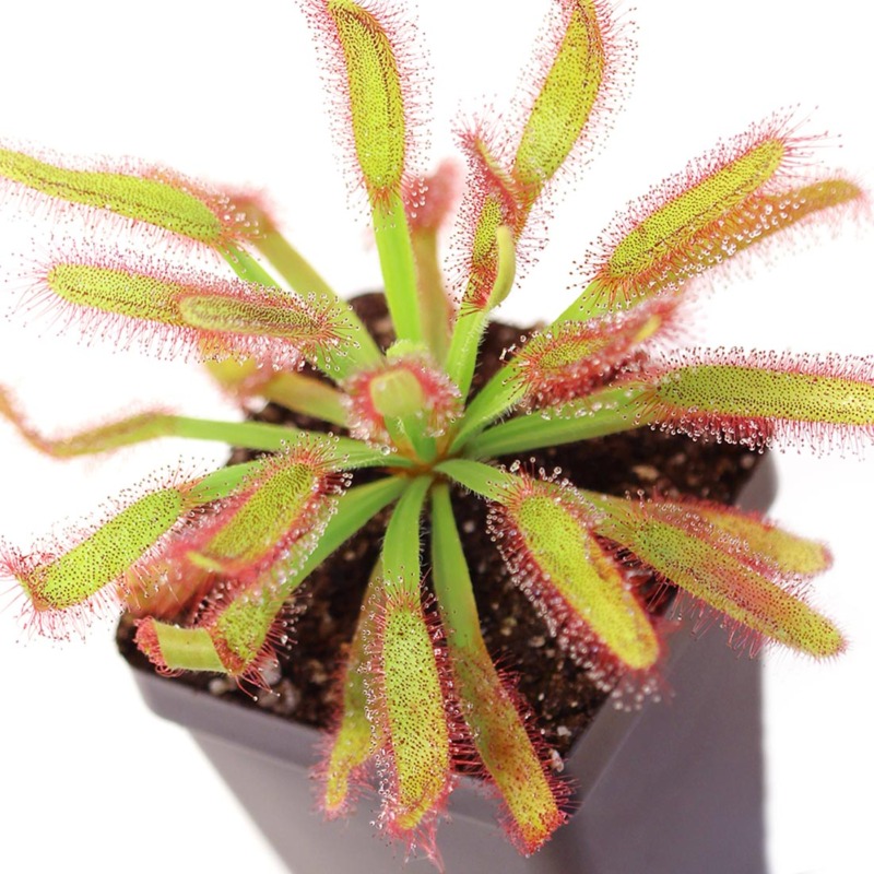 Drosera 'Hercules' - Cape Sundew | Curious Plant