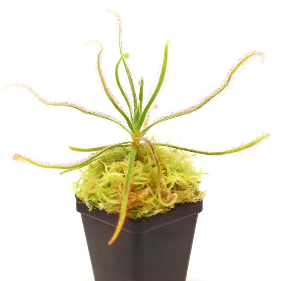 Drosera magnifica - The Magnificent Sundew | Curious Plant