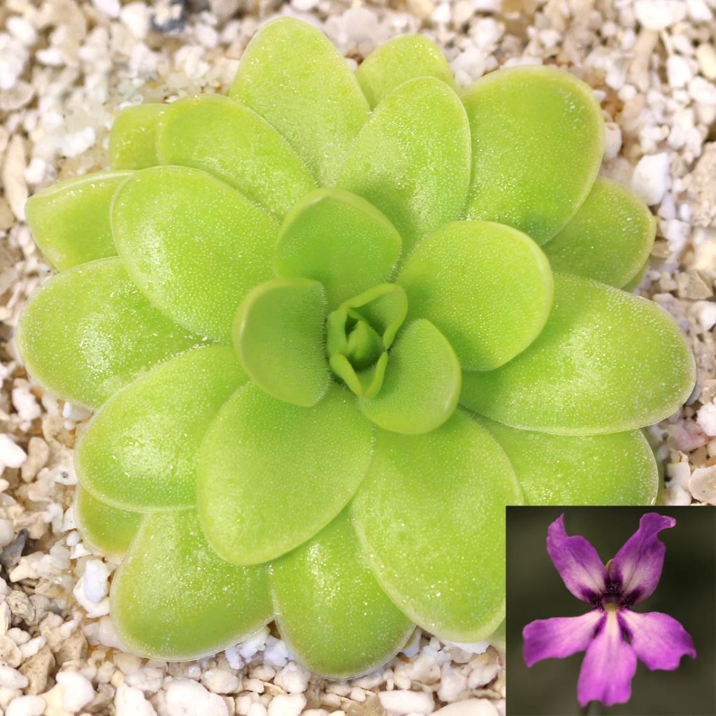 Pinguicula 'Huahuapan' - Mexican Butterwort | Curious Plant