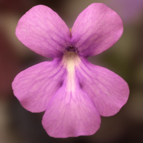 Pinguicula moranensis var. alba 'Molango' x cyclosecta - Mexican ...