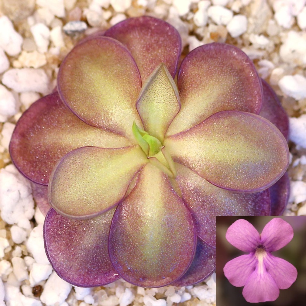 Pinguicula moranensis var. alba 'Molango' x cyclosecta - Mexican ...