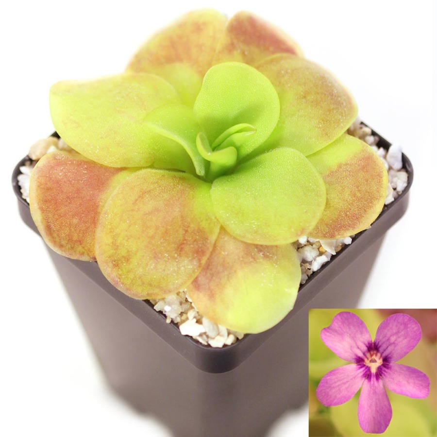 Pinguicula 'Tina' (P. agnata x P. zecheri) - Mexican Butterwort ...