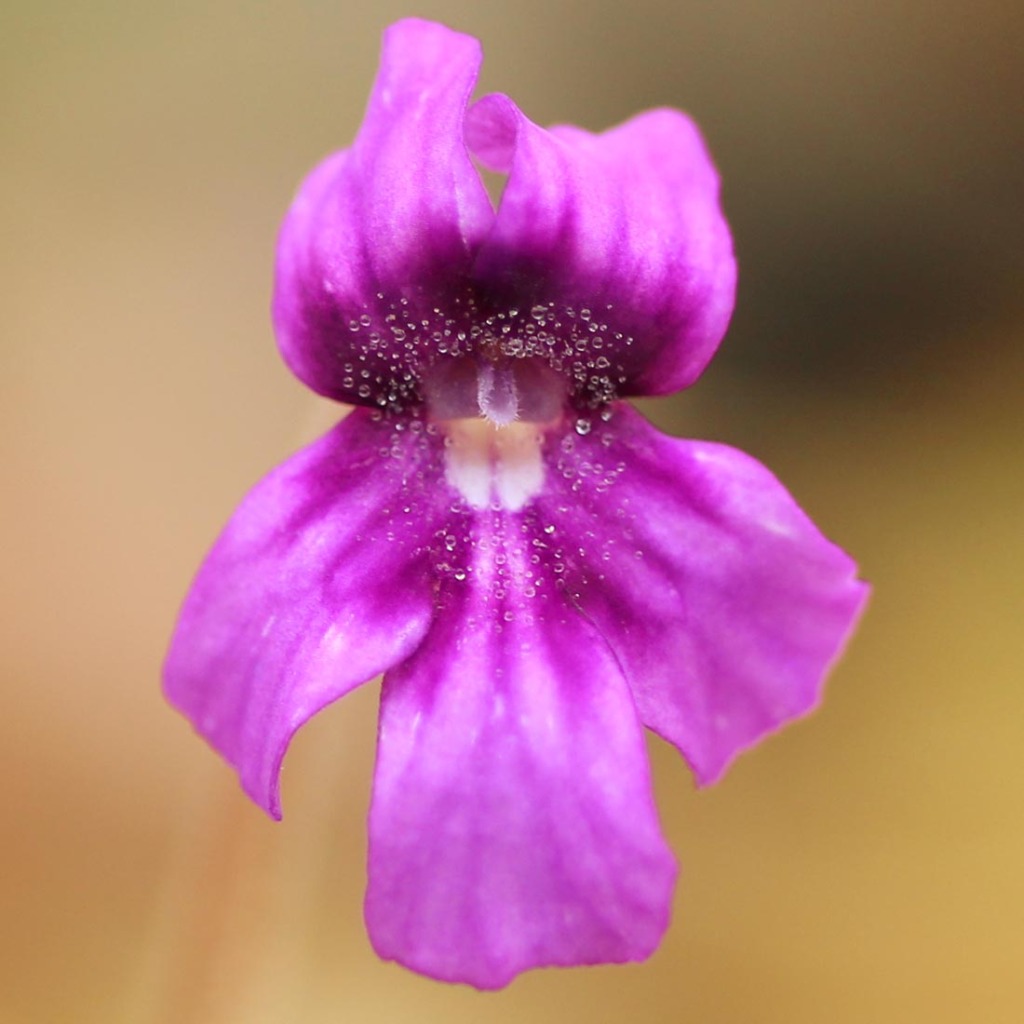 Pinguicula 'Lautner 92/52' - Mexican Butterwort | Curious Plant