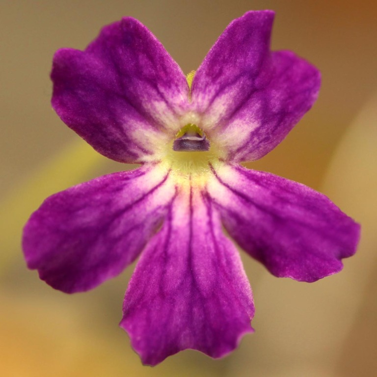 Pinguicula laueana x emarginata - Mexican Butterwort | Curious Plant