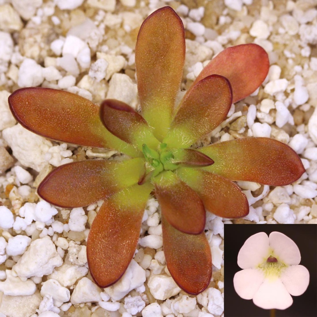 Pinguicula 'BCP Crystal' - Mexican Butterwort | Curious Plant