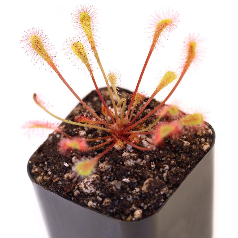 Drosera nidiformis - Tropical Sundew | Curious Plant