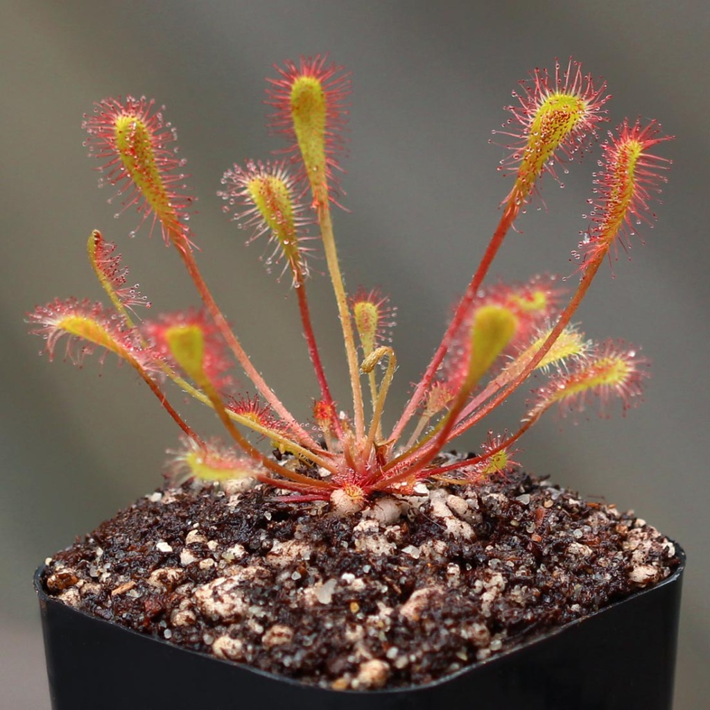 Drosera nidiformis - Tropical Sundew | Curious Plant