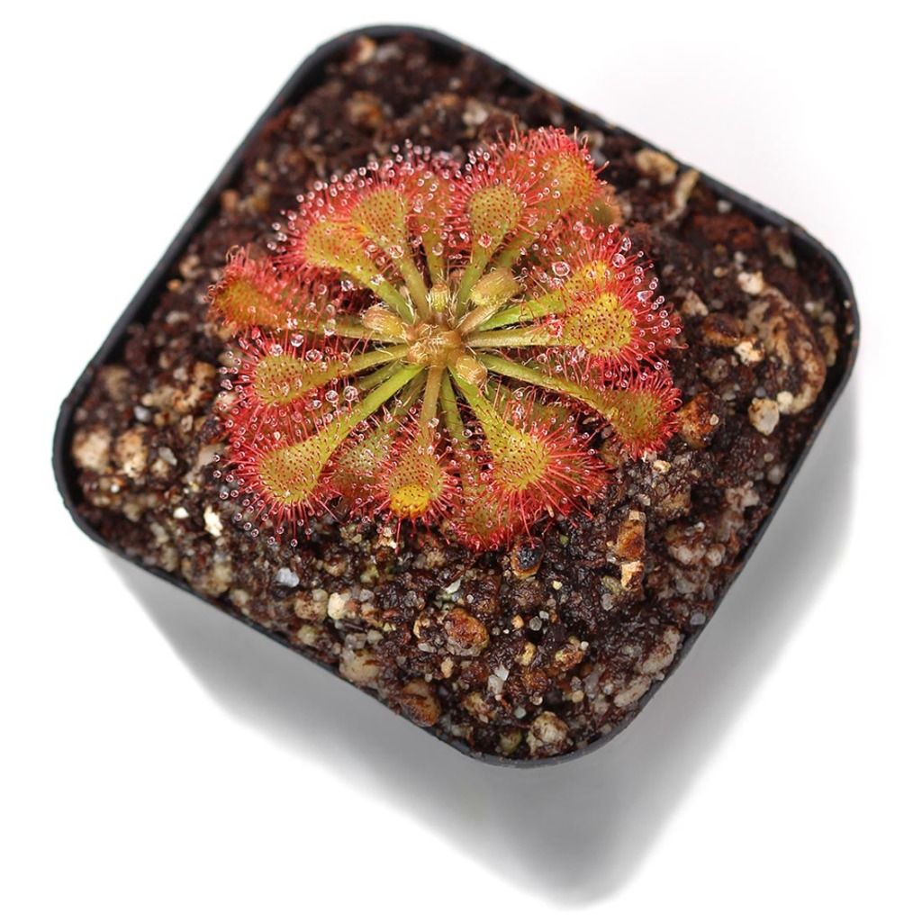 Drosera spatulata 'Hong Kong' - Spatula Sundew | Curious Plant