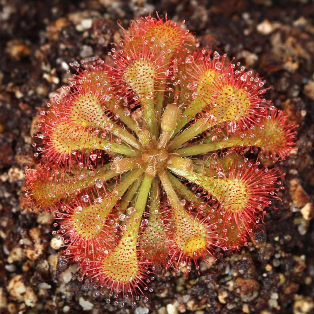 Drosera spatulata 'Hong Kong' - Spatula Sundew | Curious Plant