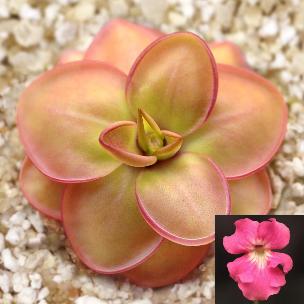 Pinguicula zecheri 'Faulisi' - Mexican Butterwort | Curious Plant