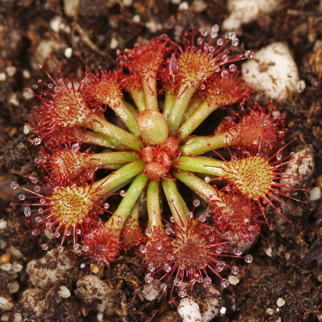 Tropical Sundews (Drosera) | Curious Plant
