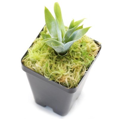 Catopsis berteroniana - Epiphytic Bromeliad | Curious Plant