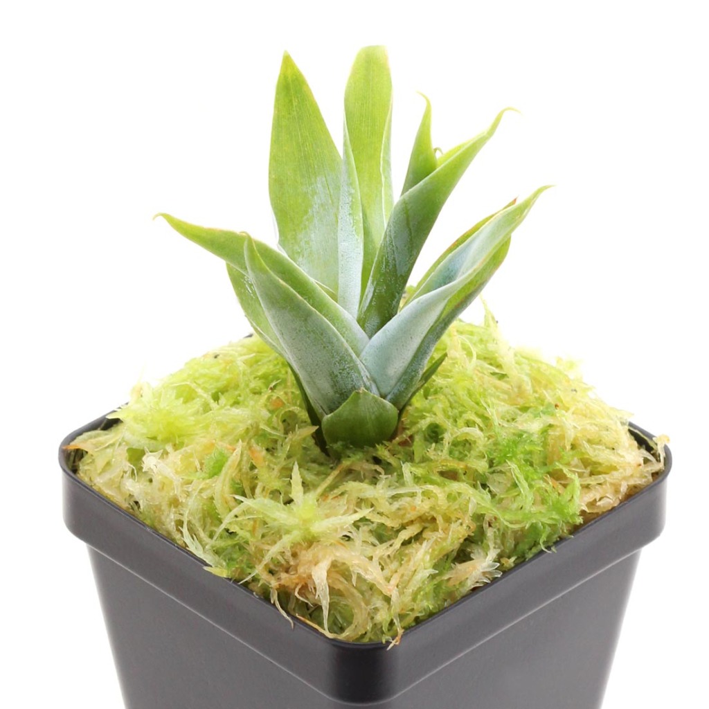 Catopsis berteroniana - Epiphytic Bromeliad | Curious Plant
