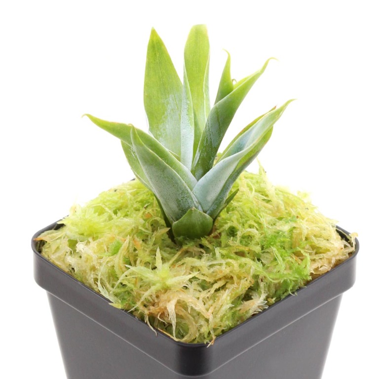 Catopsis berteroniana - Epiphytic Bromeliad | Curious Plant