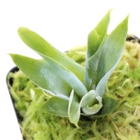 Catopsis berteroniana - Epiphytic Bromeliad | Curious Plant
