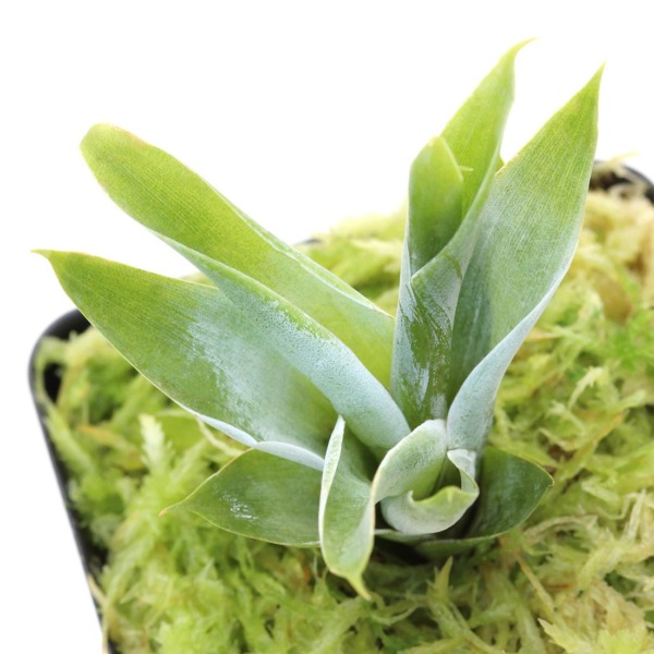 Catopsis berteroniana - Epiphytic Bromeliad | Curious Plant