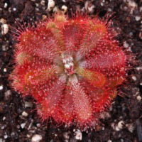 Drosera tomentosa var. tomentosa - Carnivorous Sundew | Curious Plant