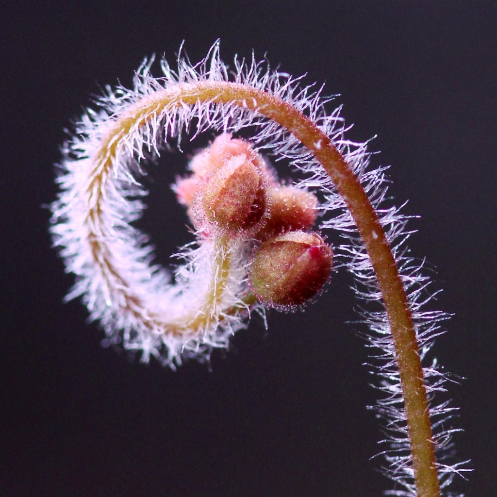 Drosera tomentosa var. tomentosa - Carnivorous Sundew | Curious Plant