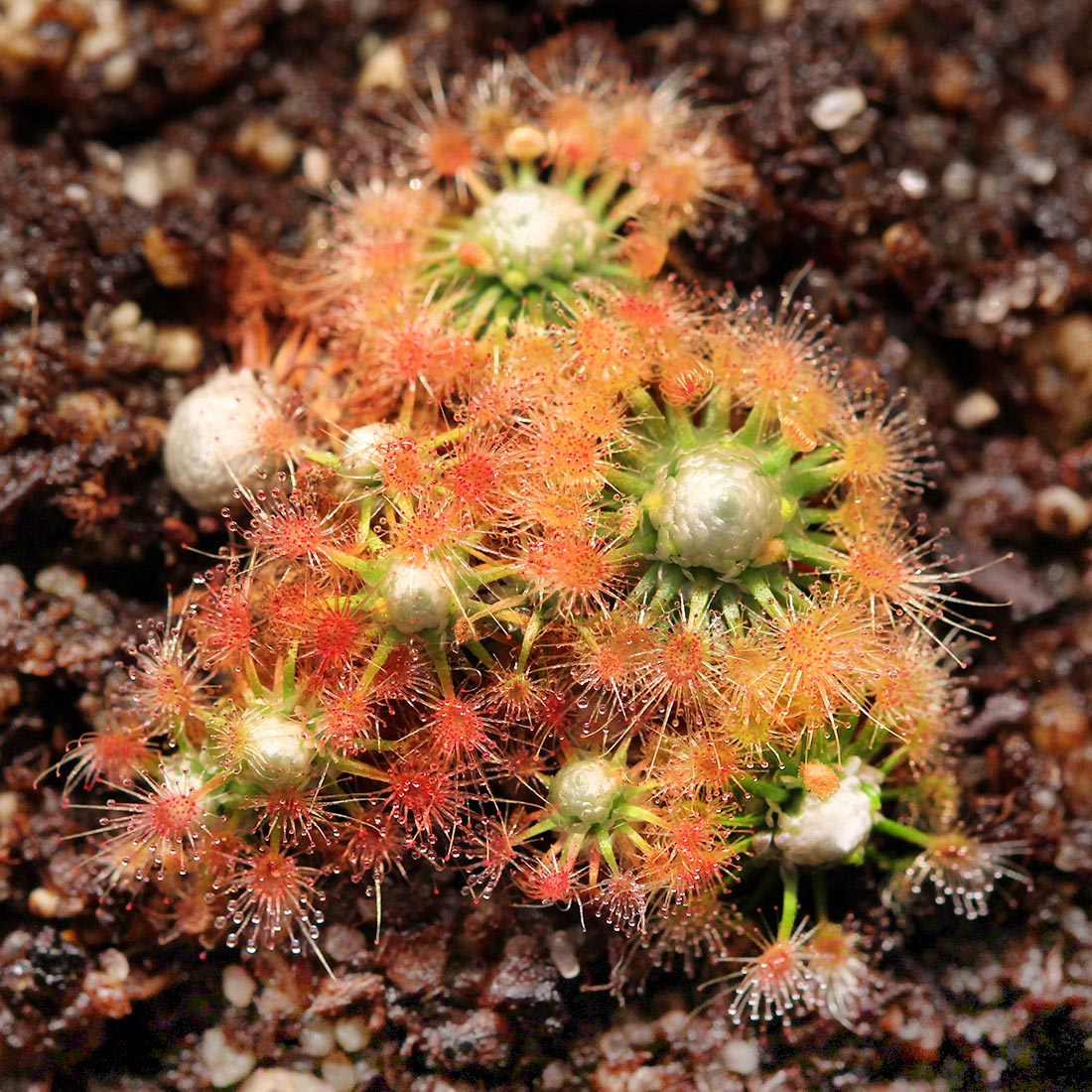 Drosera pycnoblasta - Pygmy Sundews | Curious Plant
